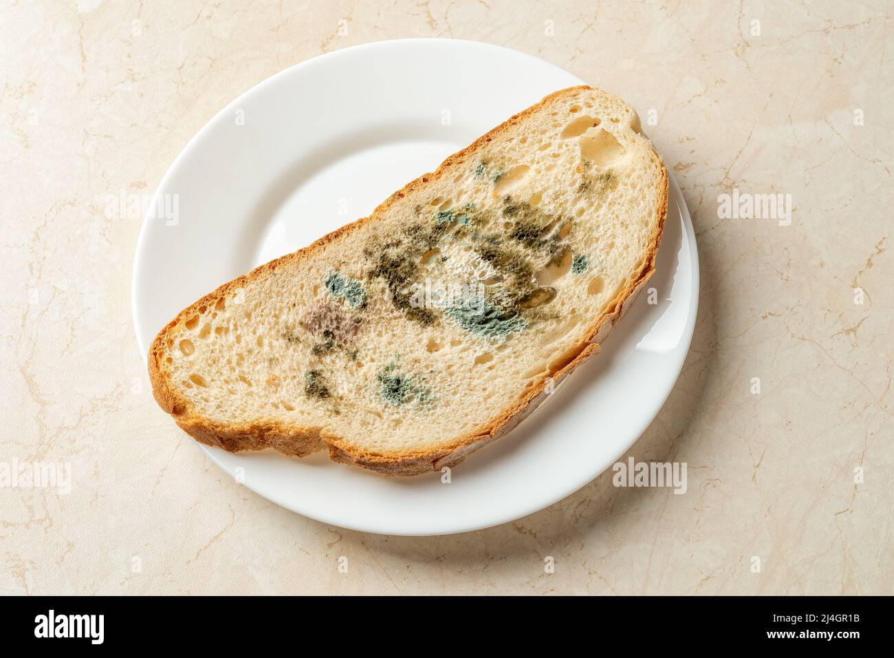 Fungus On Bread