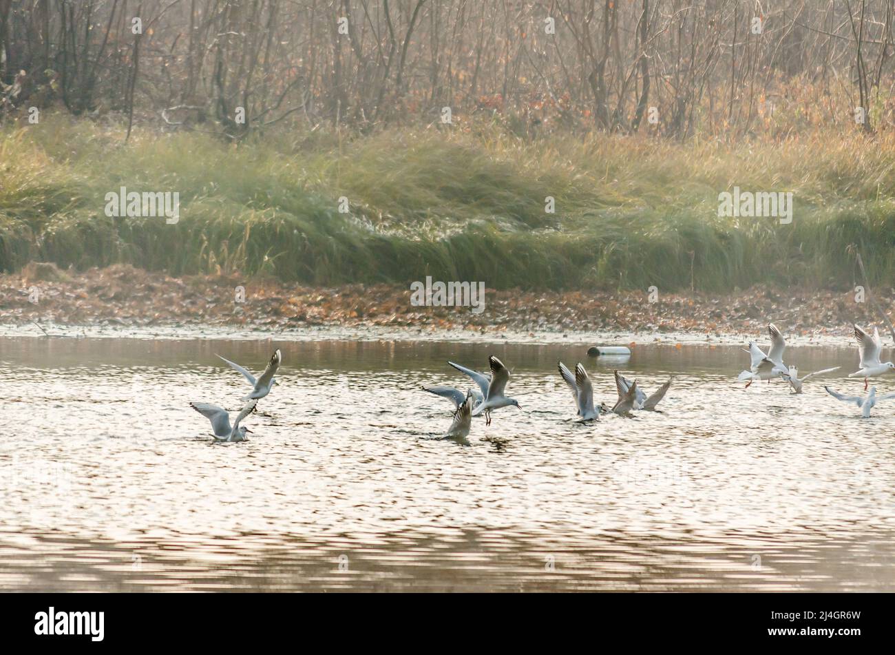 A flock of river gulls fly over the pond water, gathering food Stock ...