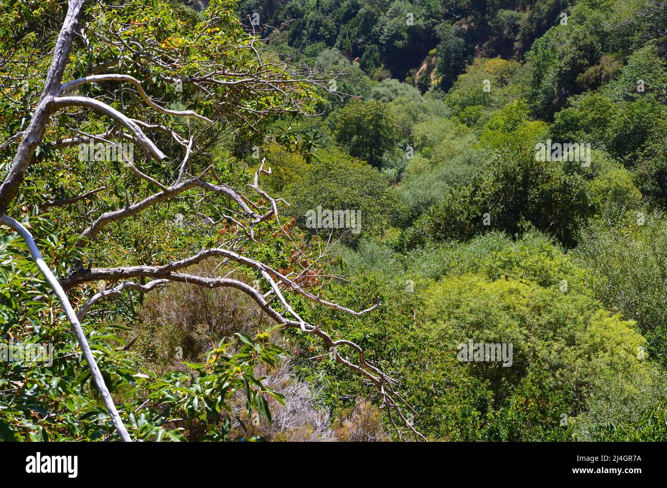 Sweet chestnut tree groves in Curral das Freiras (Madeira island), an ...
