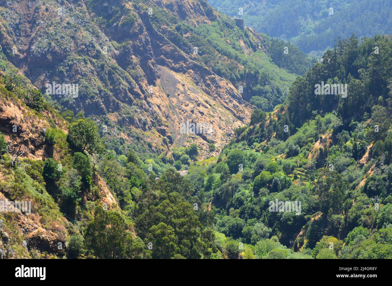 Sweet chestnut tree groves in Curral das Freiras (Madeira island), an ...