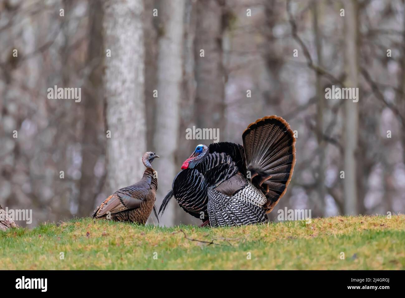 Wild Turkey, Meleagris gallopavo, tom strutting in a display of ...