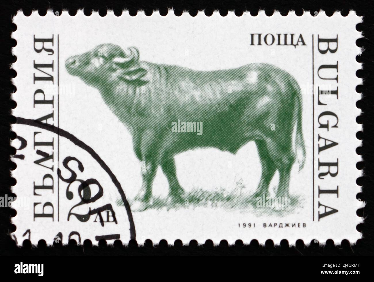 BULGARIA - CIRCA 1991: a stamp printed in the Bulgaria shows Bull, Farm ...