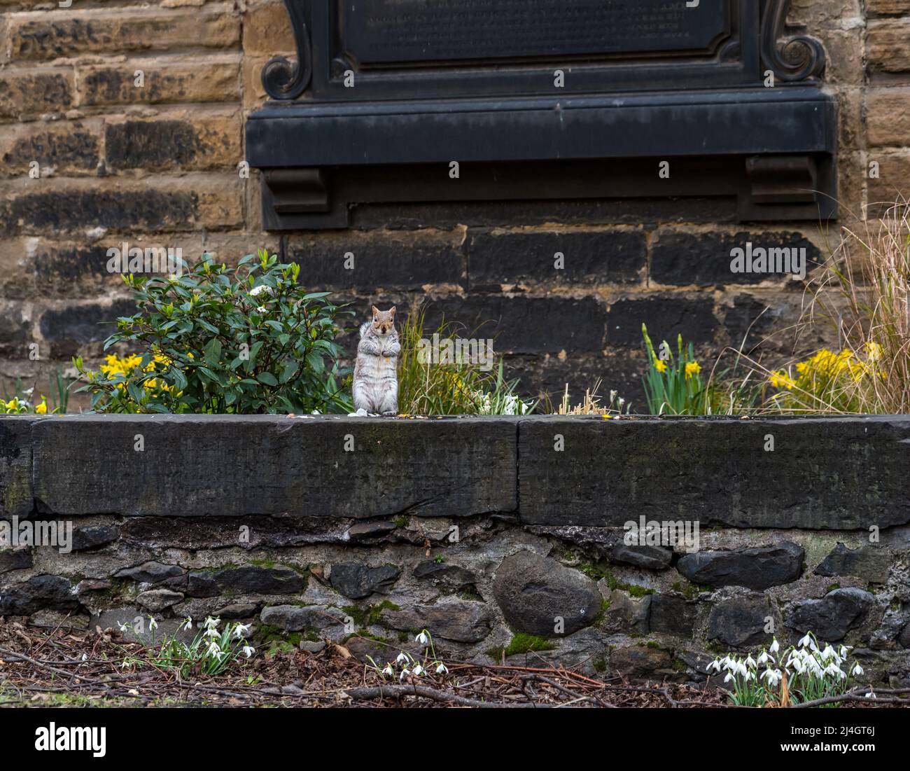 A grey squirrel (Sciurus carolinensis) standing up alert in an old ...