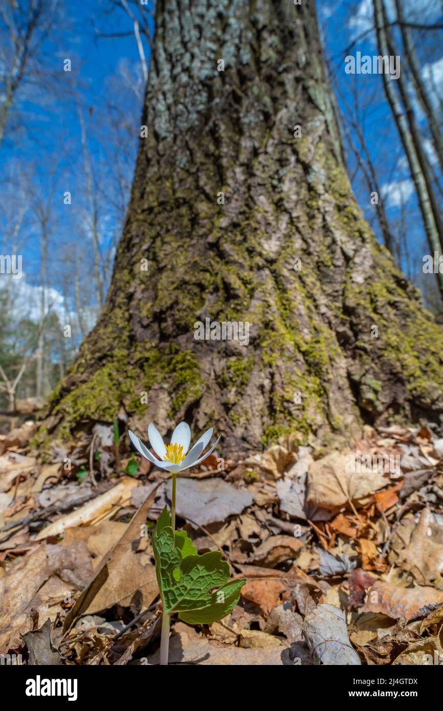 Bloodroot, Sanguinaria canadensis, blooming in a hardwood forest before ...