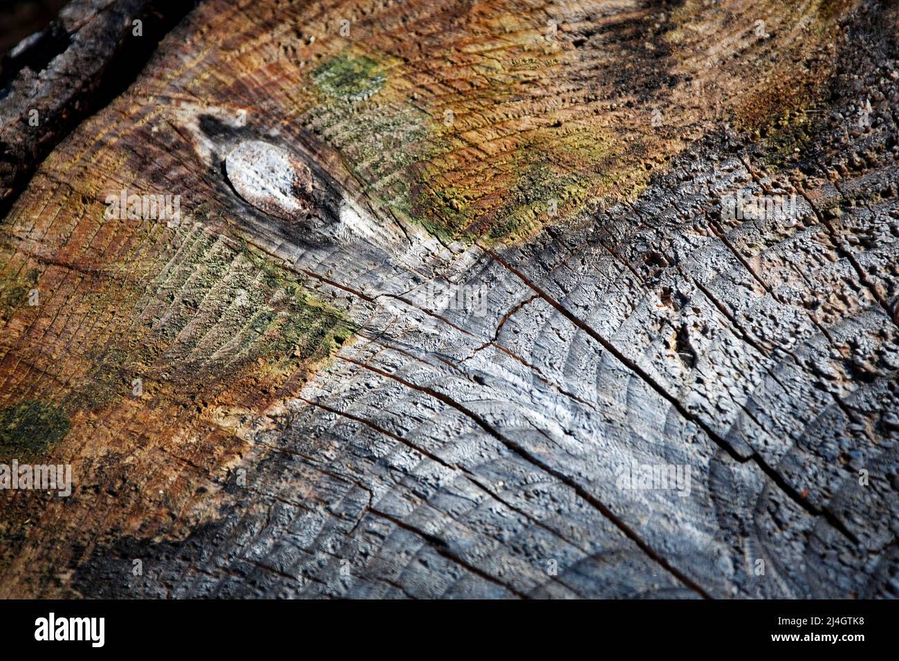 background or texture abstract paint on a detail of a wooden stump ...