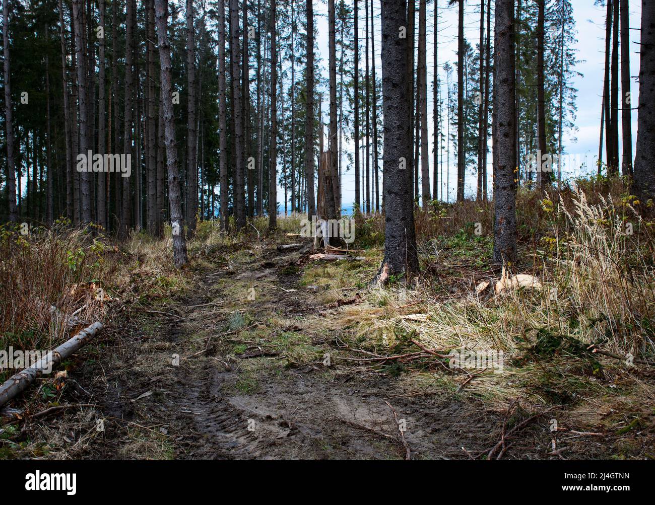 landscape seasonal background autumn evening in the destroyed forest ...