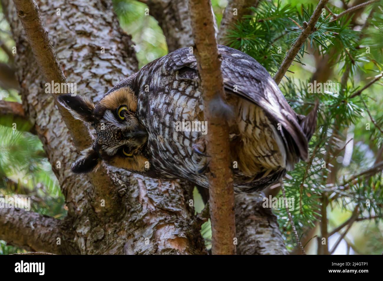 Long-eared Owl, Asio otus, roosting in a conifer tree in Ella Sharp ...