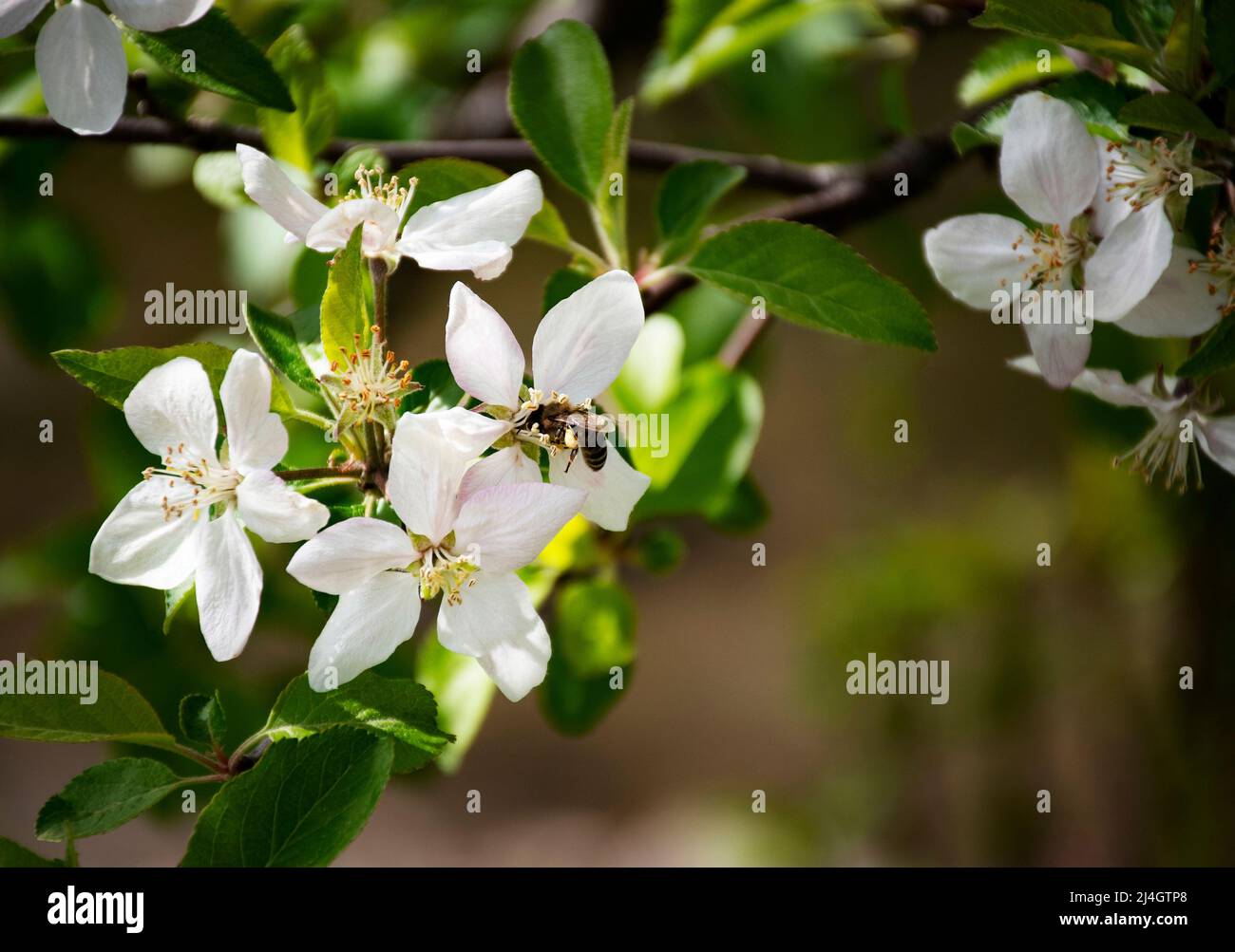 nature background bee drinks nectar from an apple blossom Stock Photo ...