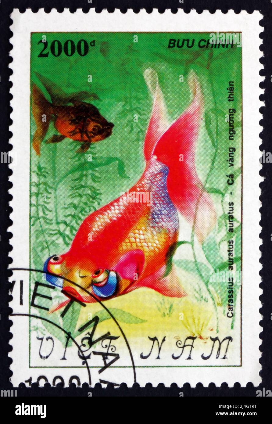 VIETNAM - CIRCA 1990: a stamp printed in Vietnam shows Rainbow Goldfish ...