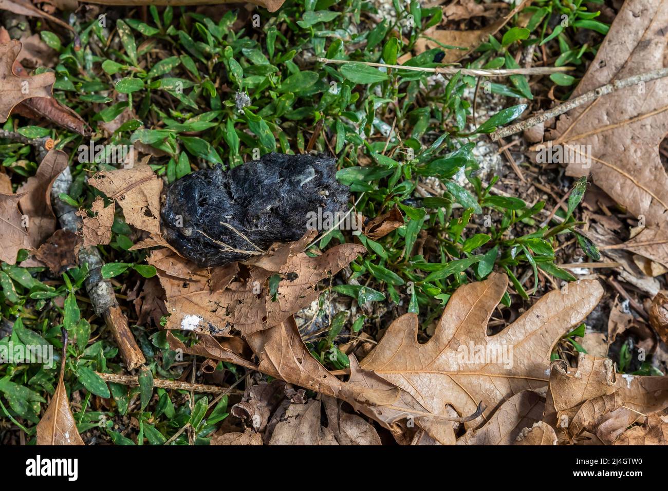 Owl pellets hi-res stock photography and images - Alamy