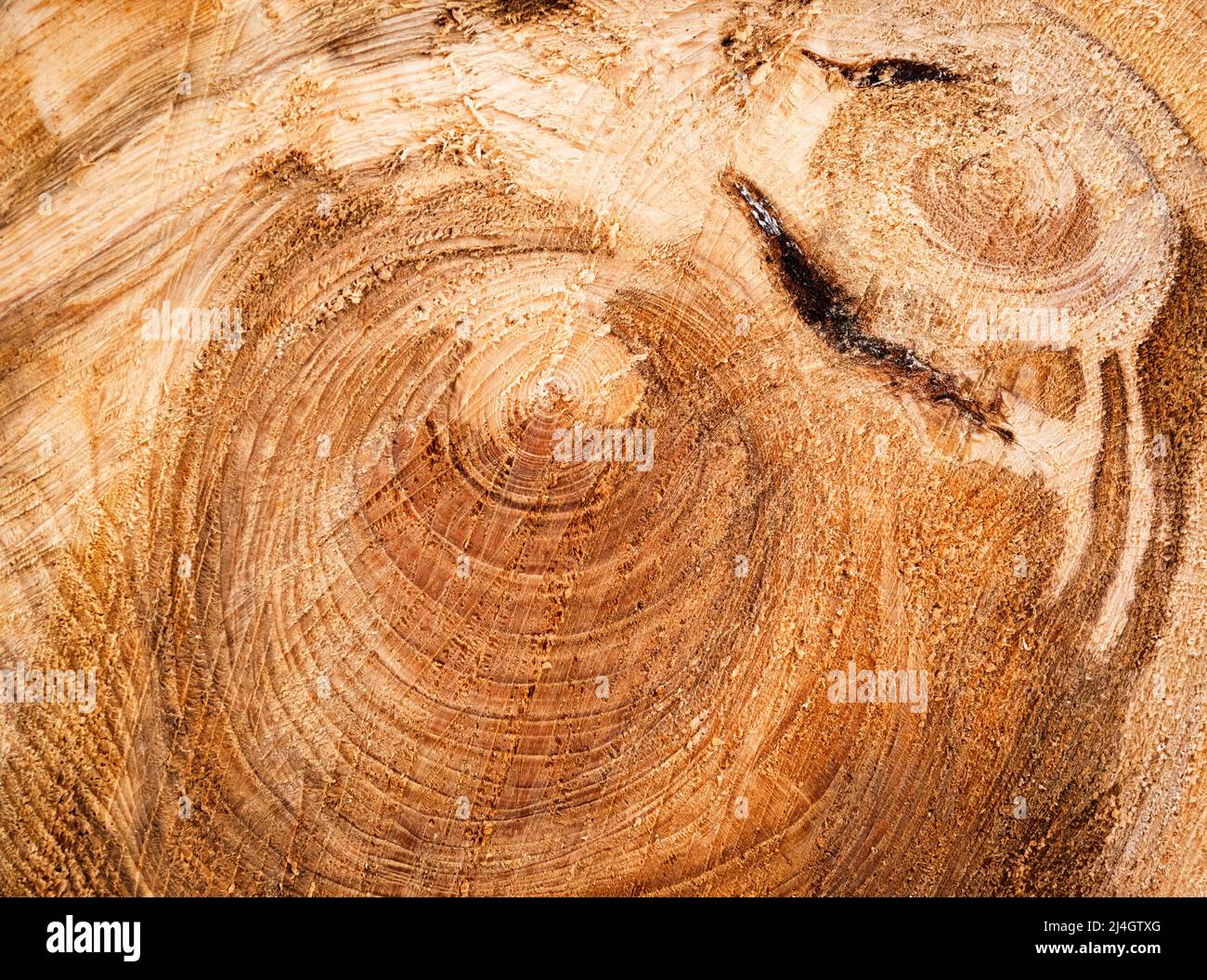 nature background or texture detail by sawing spruce stump Stock Photo ...