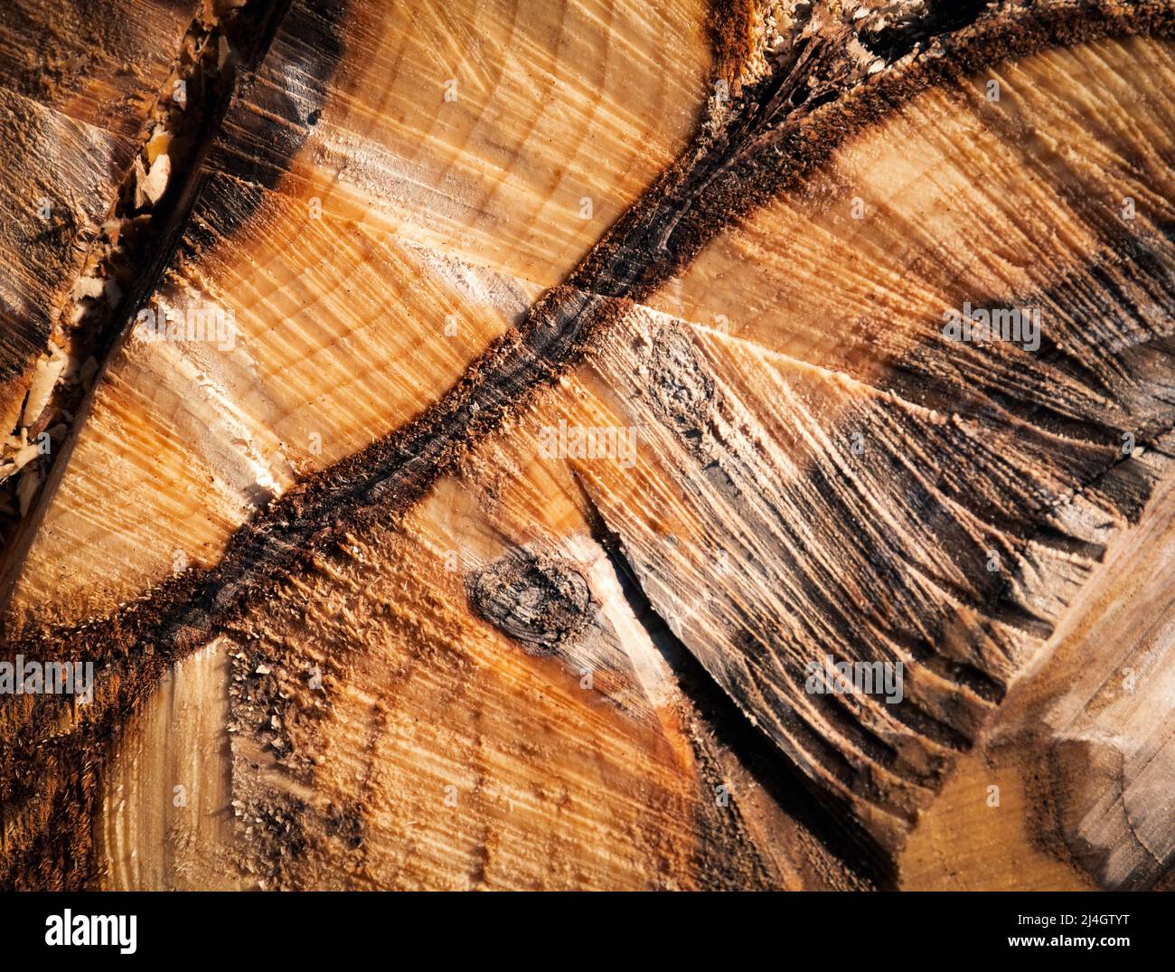 abstract background or texture detail by sawing willow stump Stock ...