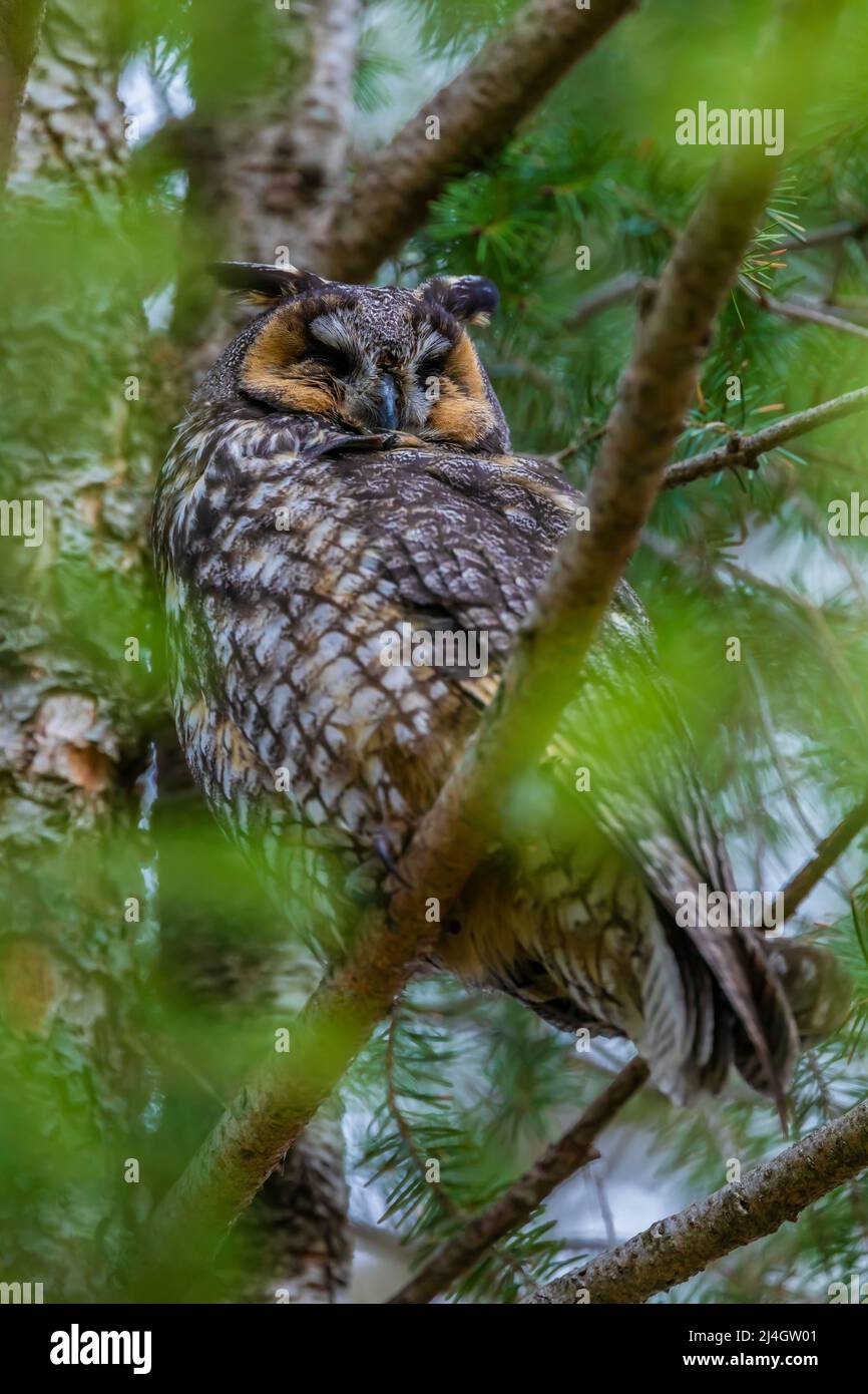 Long-eared Owl, Asio otus, roosting in a conifer tree in Ella Sharp ...