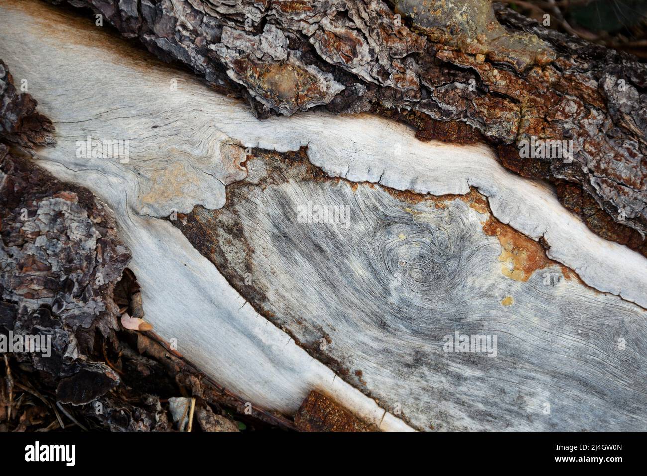 background or texture detail of a crack on a tree bark Stock Photo - Alamy