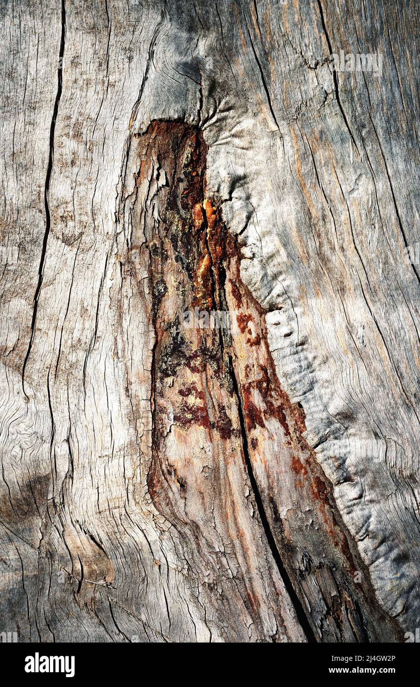 Groove trunk hi-res stock photography and images - Alamy