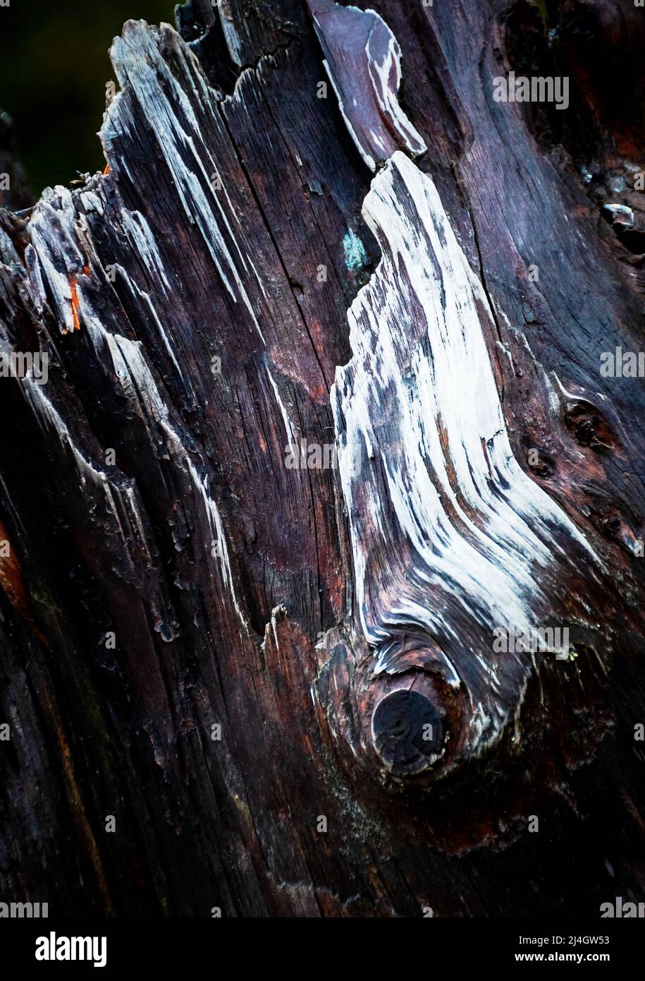 background detail of an old rotten wooden stump Stock Photo - Alamy