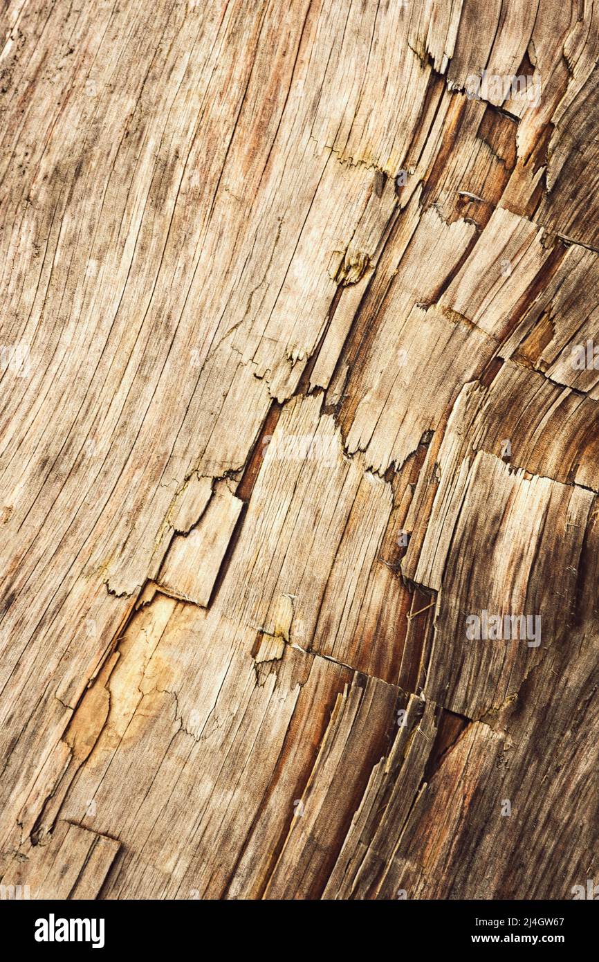 background or texture detail of an old wooden log trunk with cracks ...