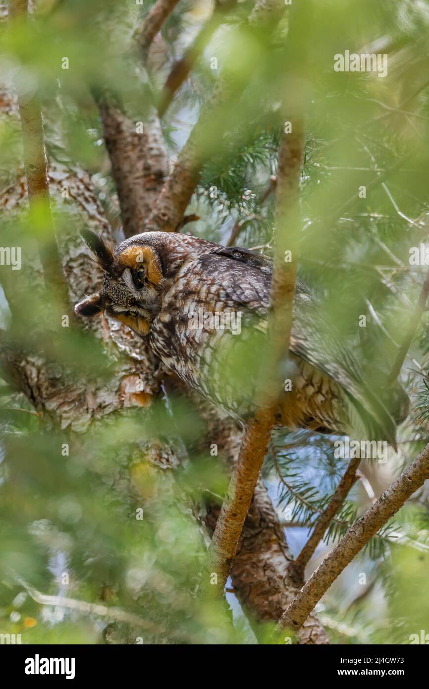 Long-eared Owl, Asio otus, roosting in a conifer tree in Ella Sharp ...
