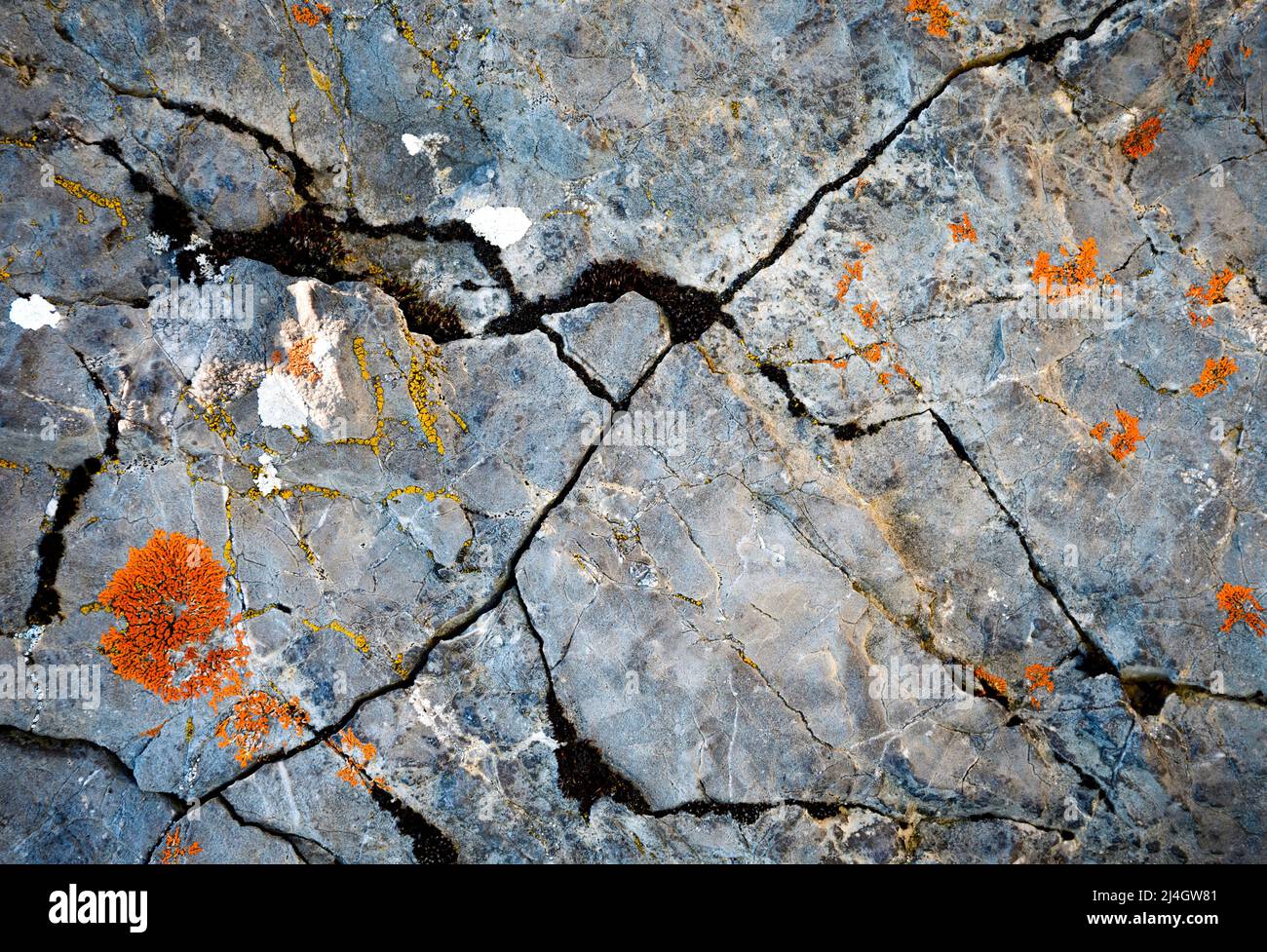 background or texture detail of gray limestone rock with orange moss ...
