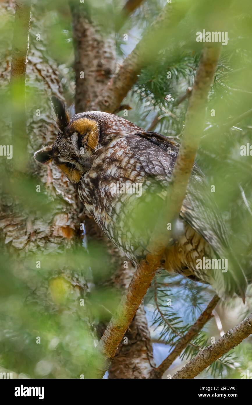 Long-eared Owl, Asio otus, roosting in a conifer tree in Ella Sharp ...