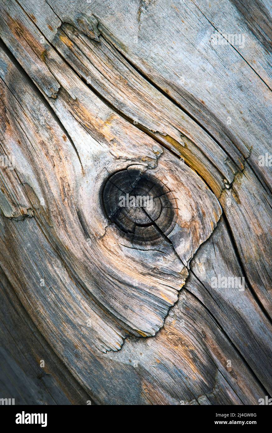 background or texture detail of old rotting colored wood Stock Photo ...
