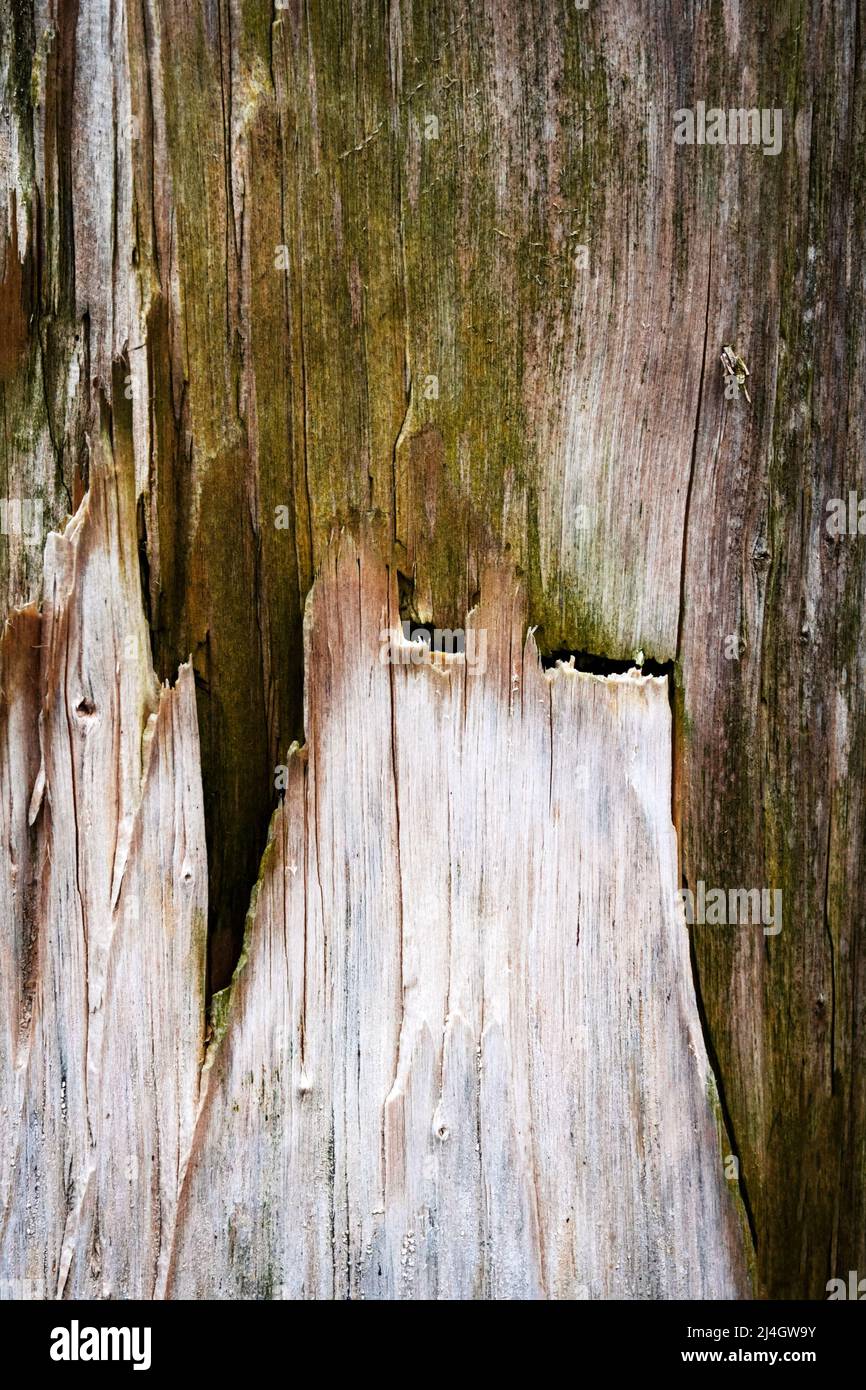 background or texture Detail of old wood with crack and green moss ...