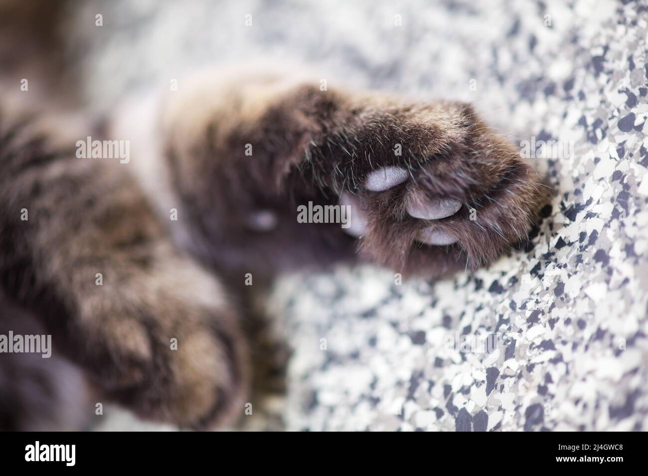 Tortoiseshell tabby cat hi-res stock photography and images - Alamy