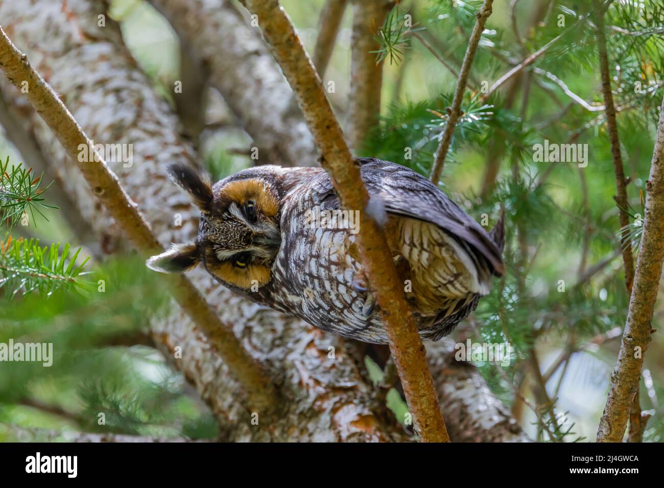 Long-eared Owl, Asio otus, roosting in a conifer tree in Ella Sharp ...
