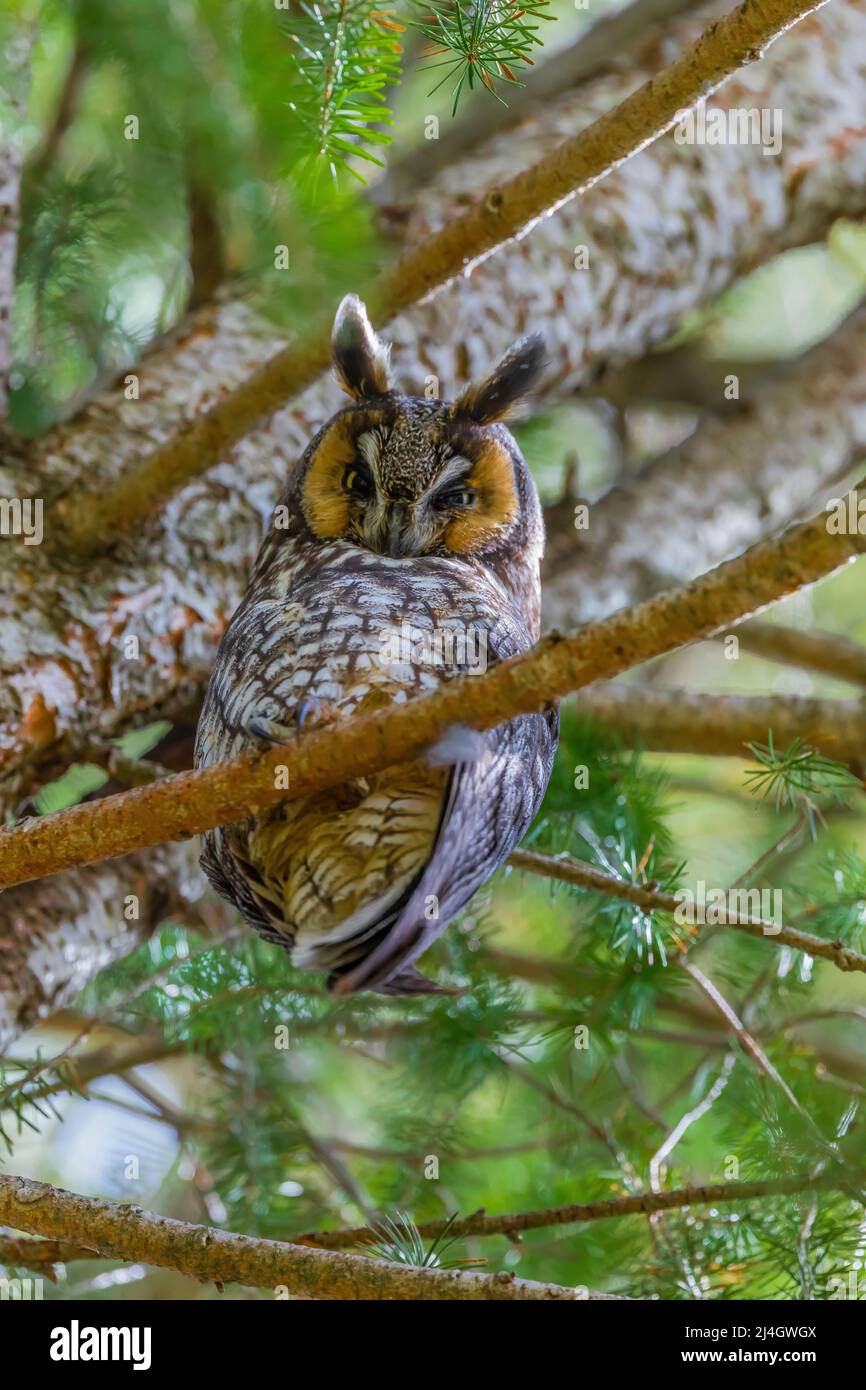 Long-eared Owl, Asio otus, roosting in a conifer tree in Ella Sharp ...