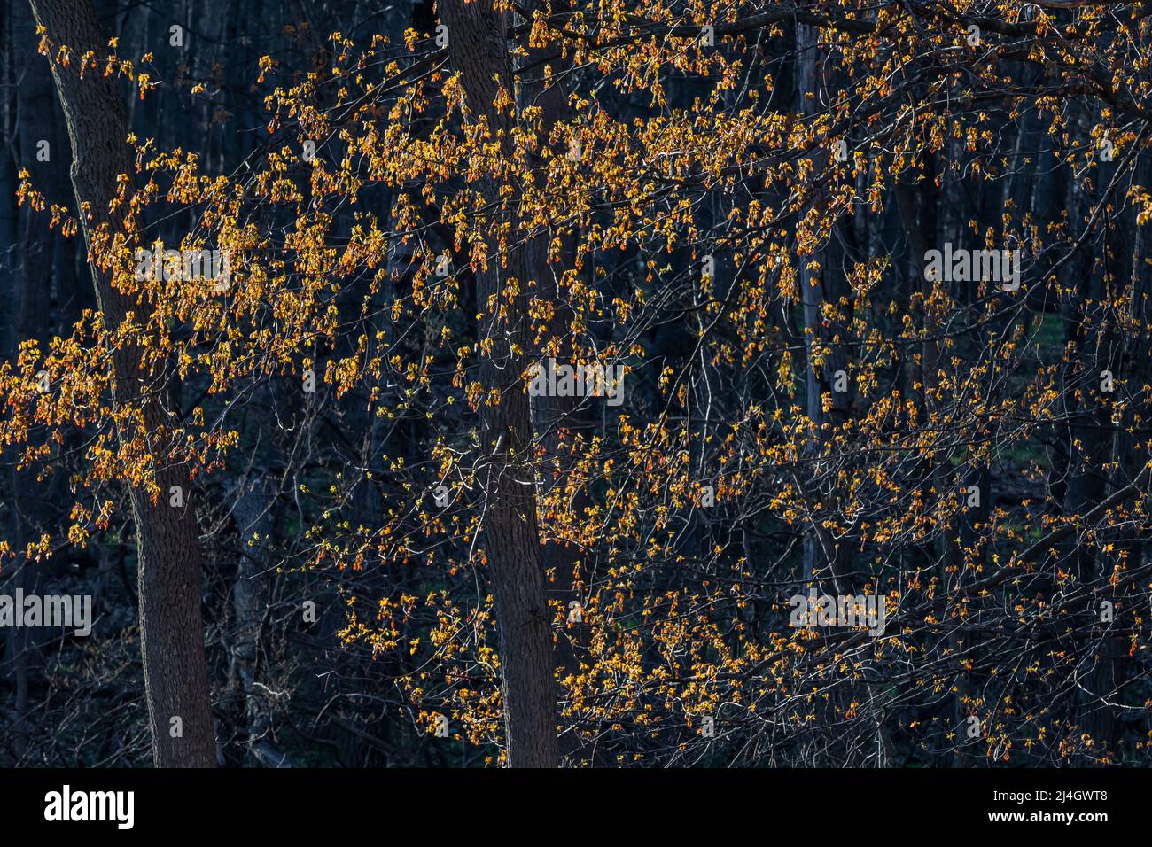 Red Maple, Acer rubrum, leaves and samaras, awakening in April in ...