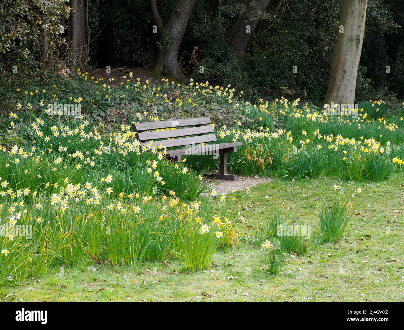 Public bench surrounded by daffodils in spring, Dorset, UK Stock Photo ...
