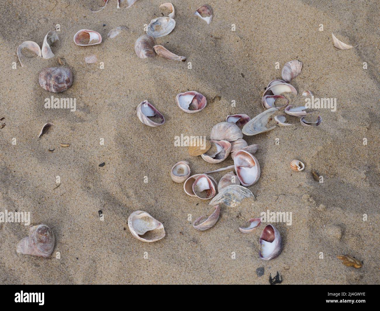 Crepidula fornicata, common slipper limpet shells washed up on the ...