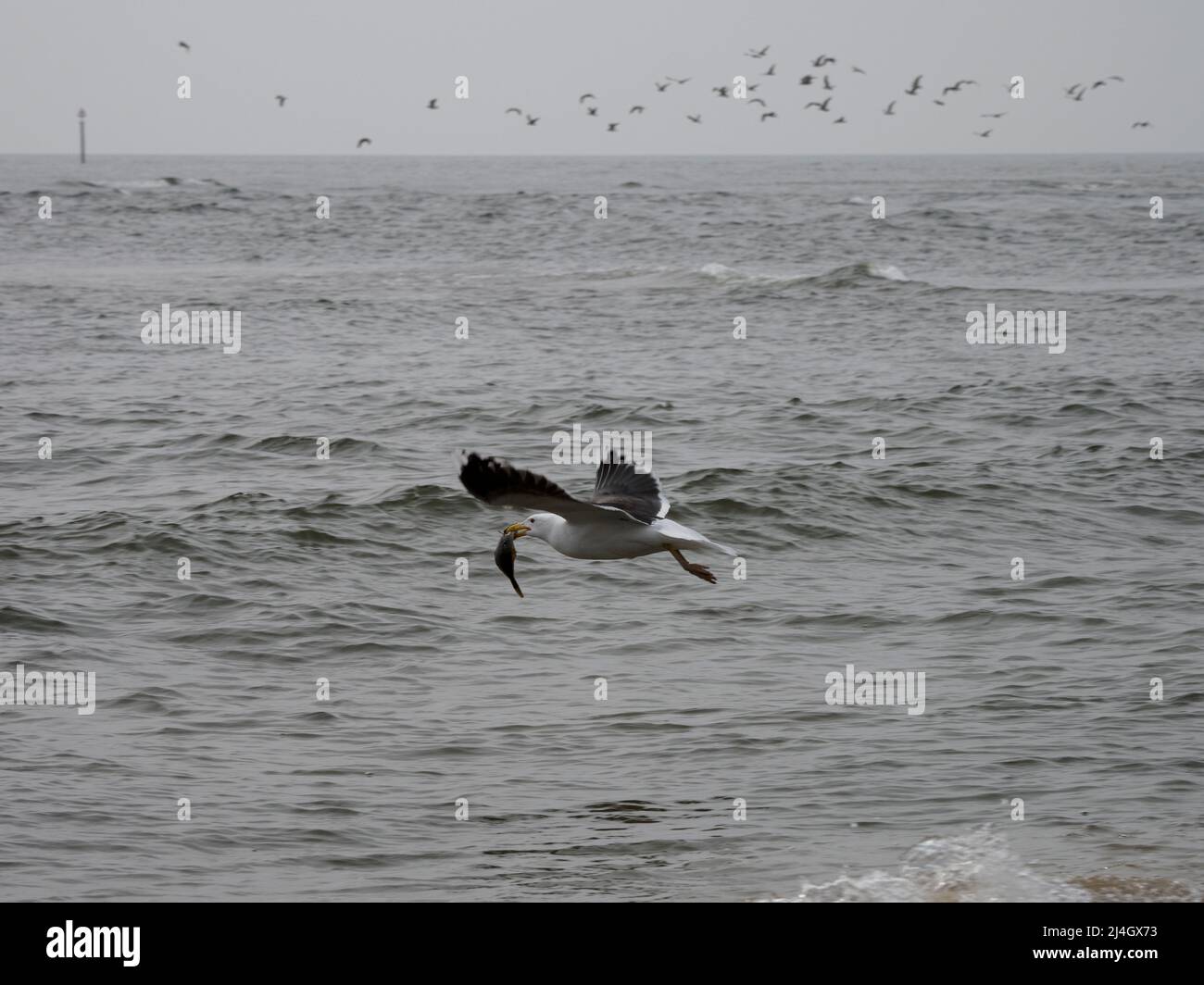 Great black-backed gull, Larus marinus, with a fish in it's beak flying ...