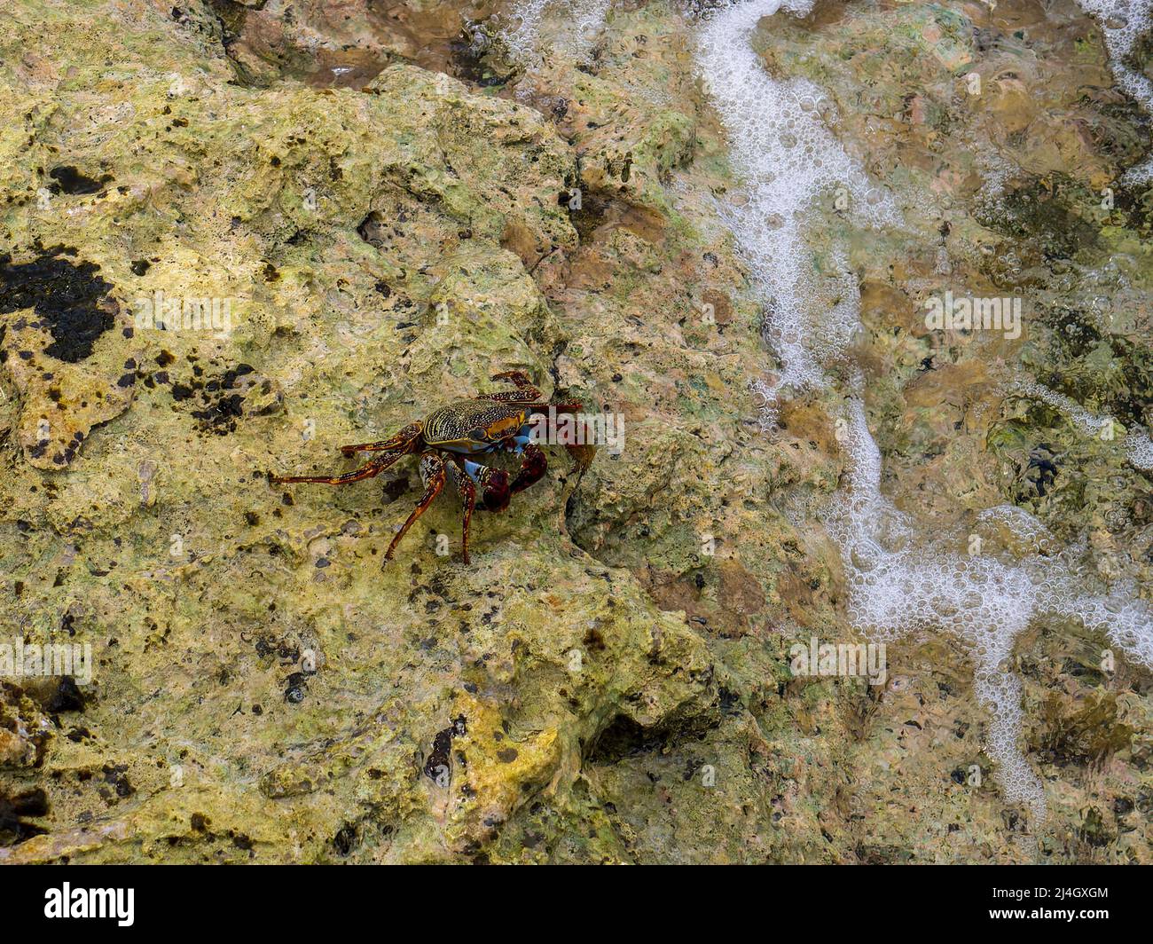 Marbled rock crab or Runner Crab Pachygrapsus marmoratus Stock Photo ...