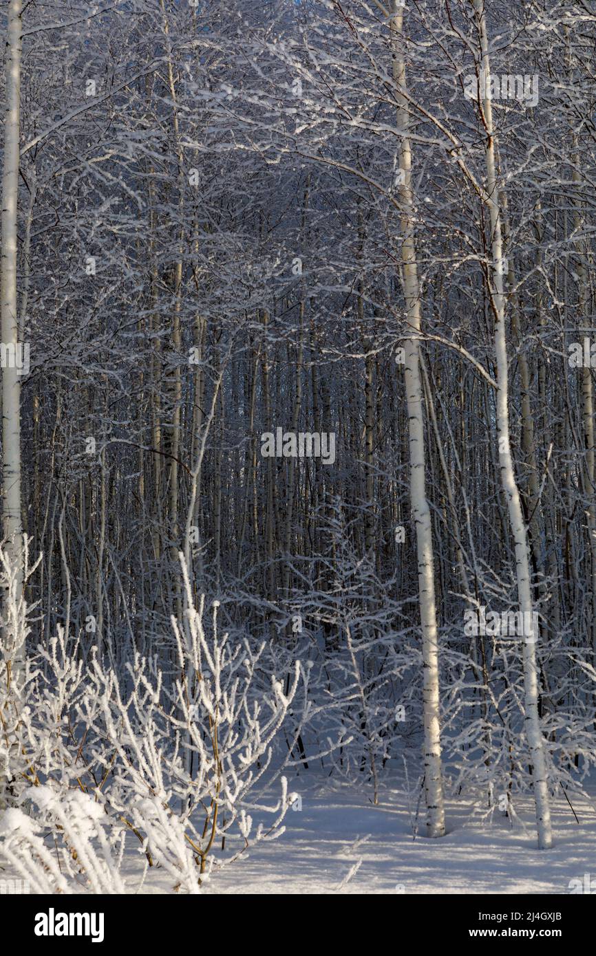 Birch forest with frost in the trees Stock Photo - Alamy