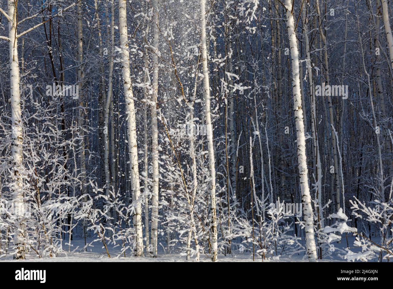 Birch forest with frost in the trees Stock Photo - Alamy