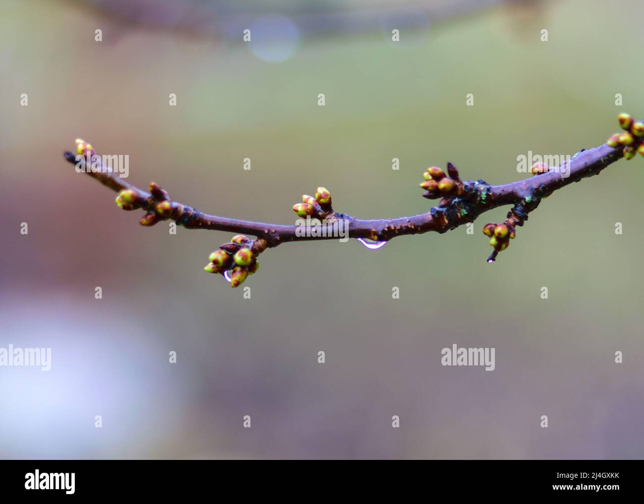 Cherry tree branch, first buds, blurred background, spring Stock Photo ...