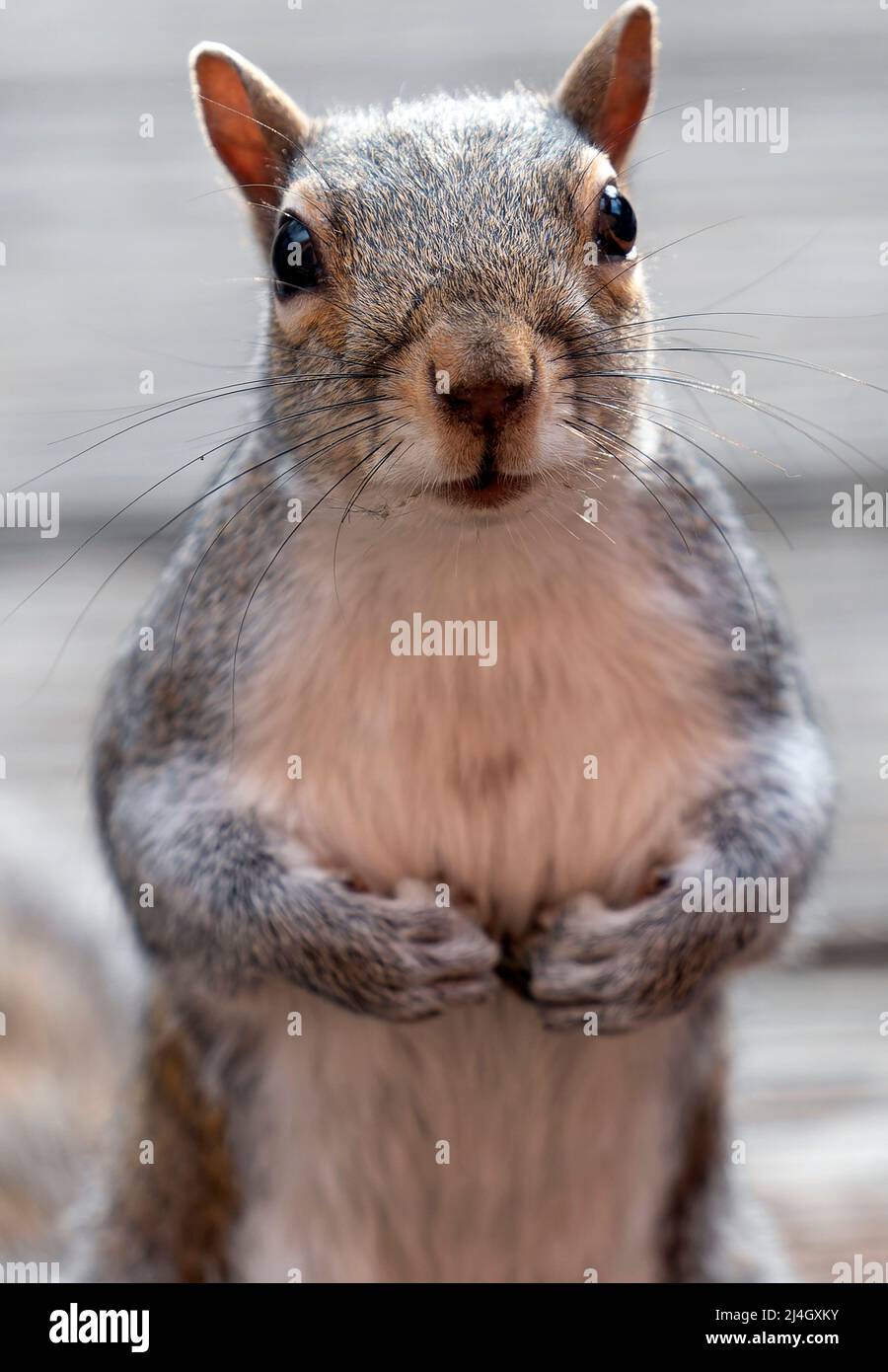 Squirrel on its hind legs looking for a hand out Stock Photo - Alamy