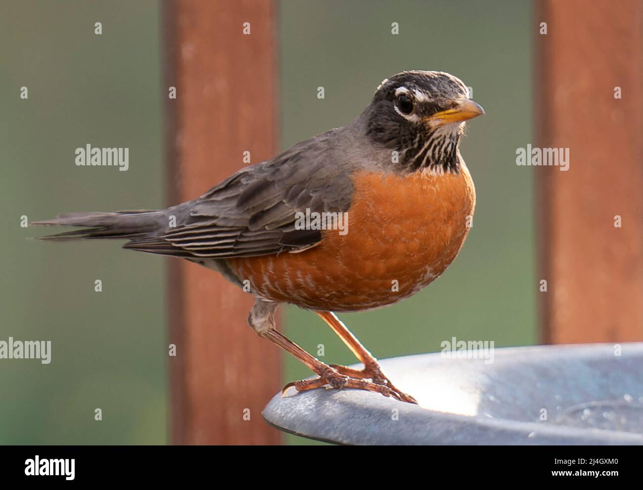 American Robin on the brink of the bird bath Stock Photo - Alamy