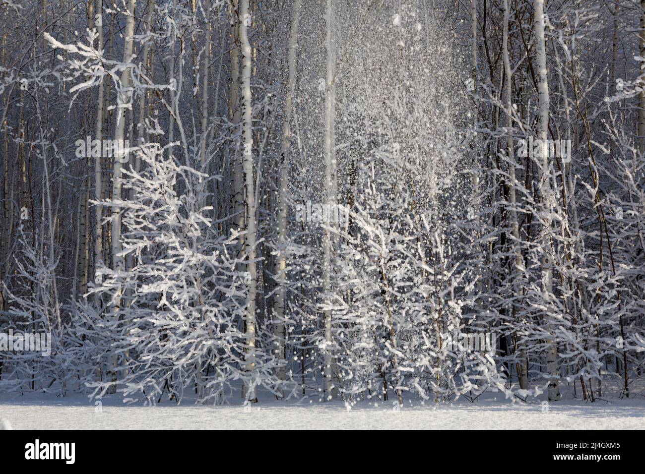 Birch forest with frost in the trees Stock Photo - Alamy