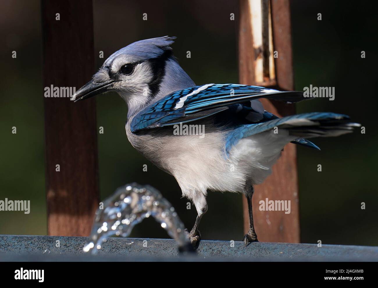Bluejay on the rim of the bird bath Stock Photo - Alamy