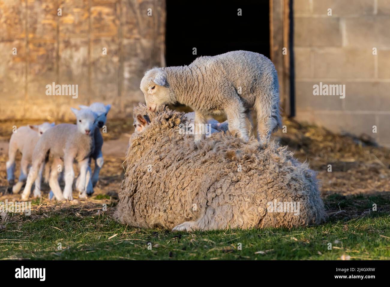 Young sheep playing king of the castle on a ewe in front of an Amish ...