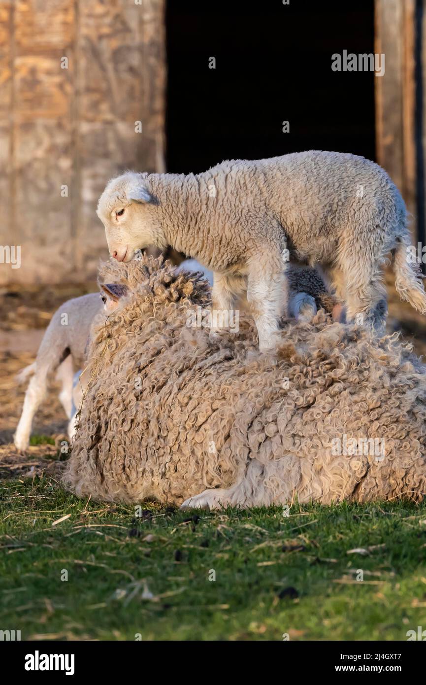 Young sheep playing king of the castle on a ewe in front of an Amish ...