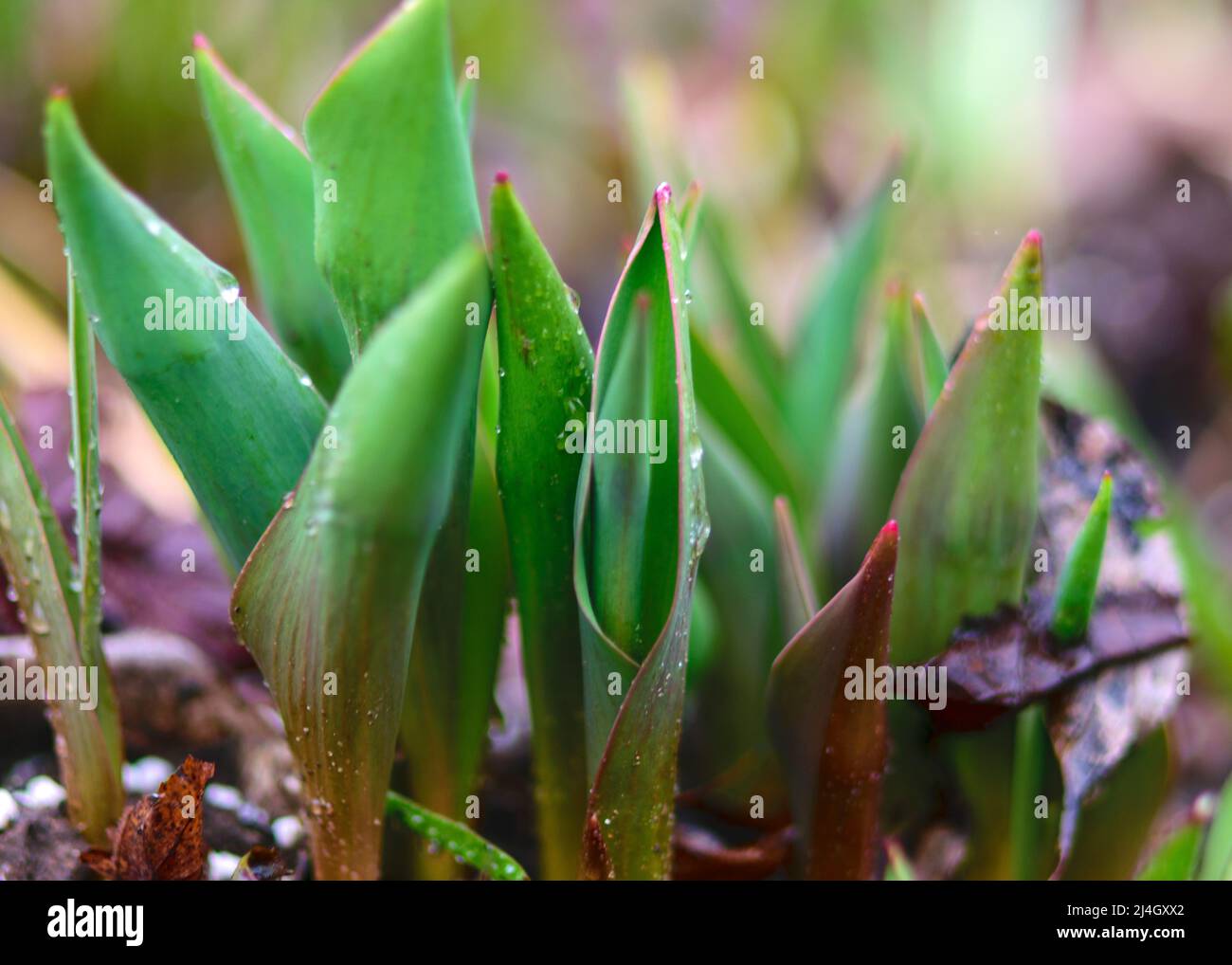 wild tulip sprouts traverse through the ground and old leaves, the ...