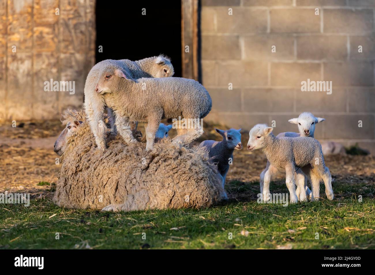 Young sheep playing king of the castle on a ewe in front of an Amish ...