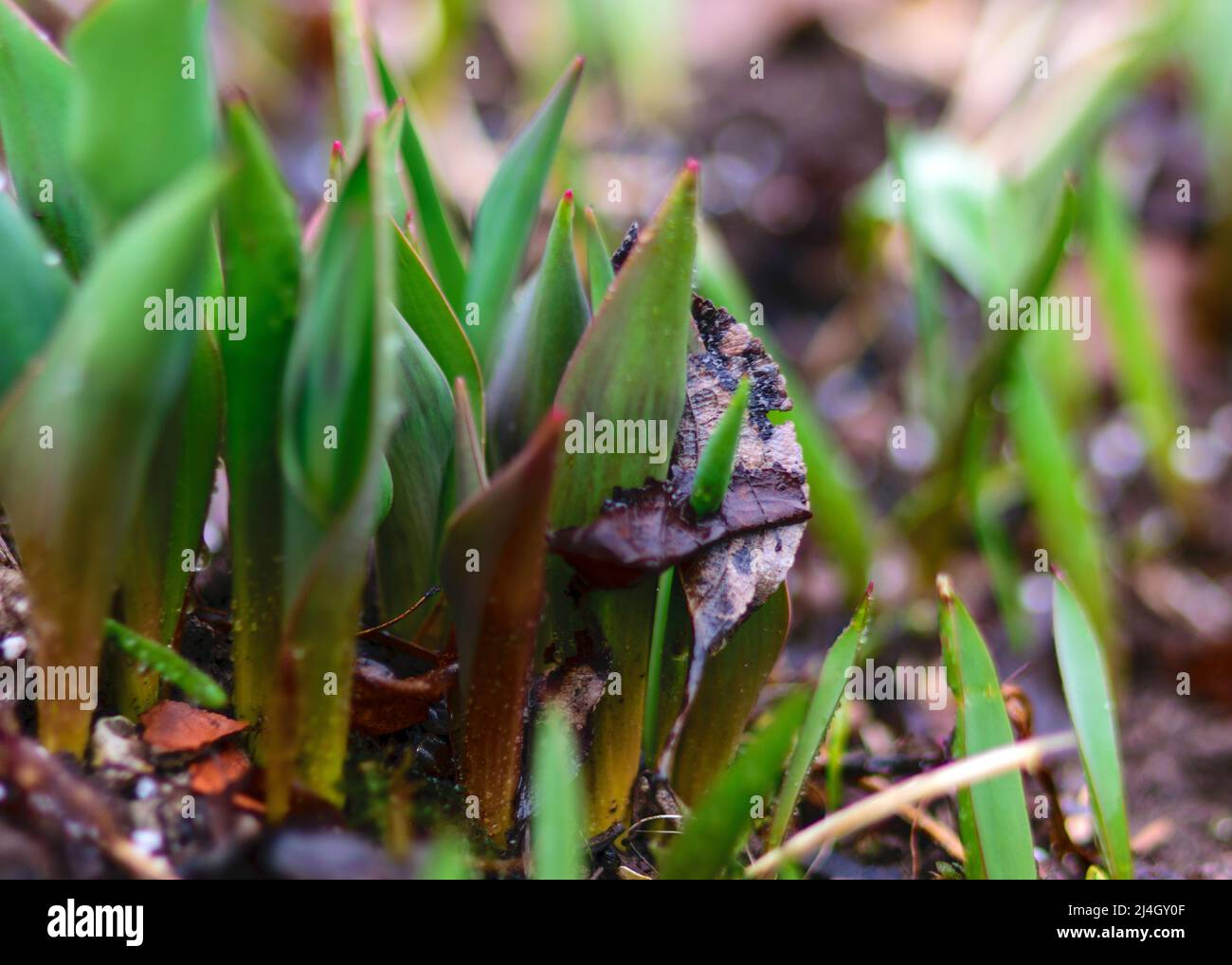 wild tulip sprouts traverse through the ground and old leaves, the ...