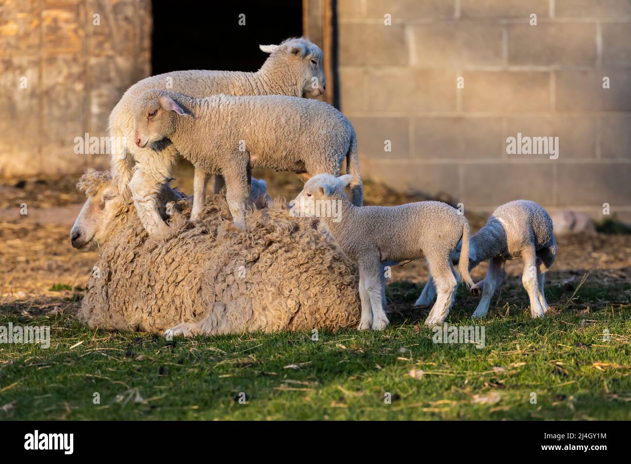 Young sheep playing king of the castle on a ewe in front of an Amish ...