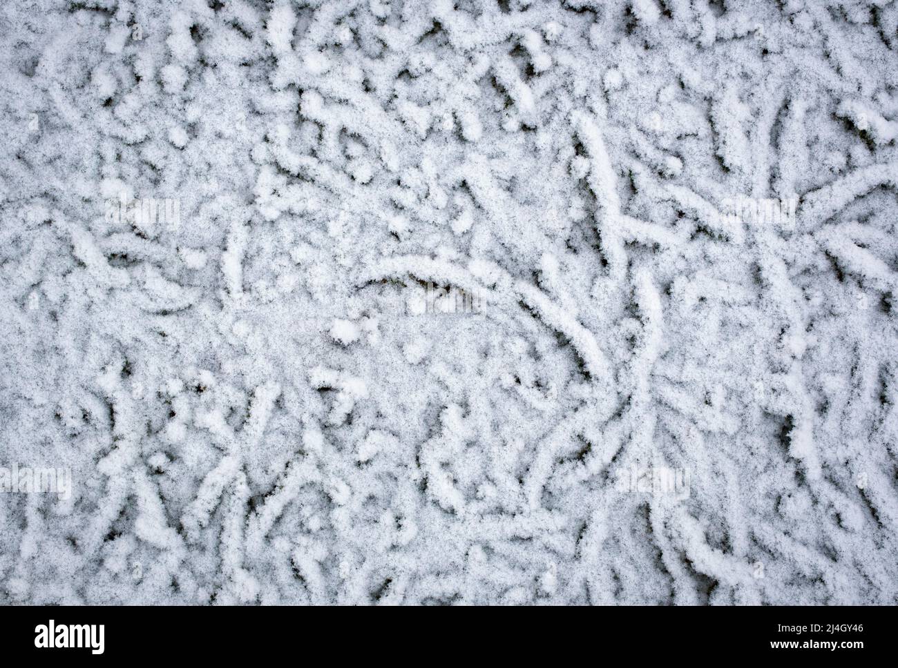 seasonal winter background frozen and snowy grass Stock Photo - Alamy