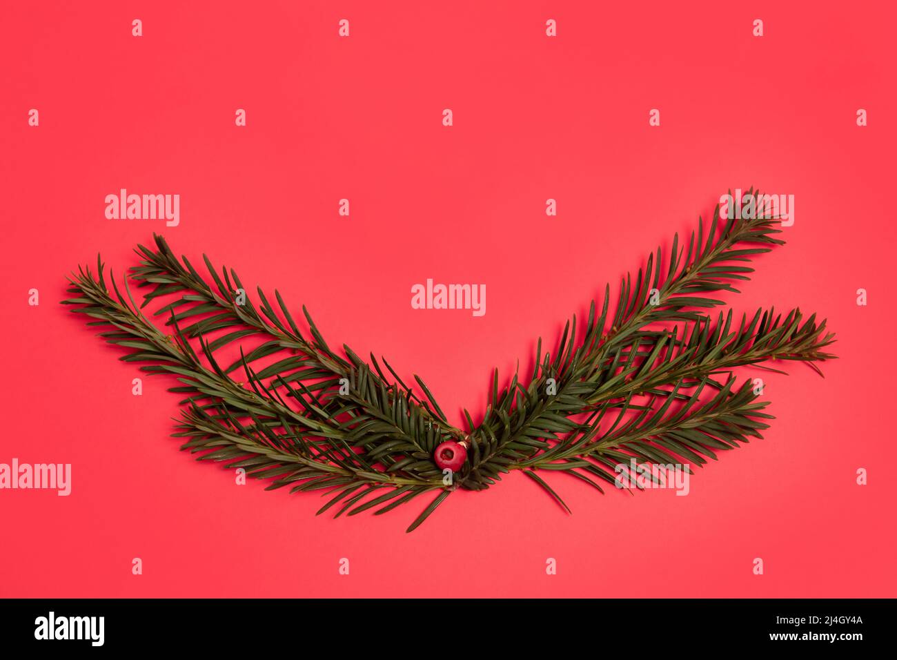 Evergreen branches layout on a bright red background Stock Photo - Alamy