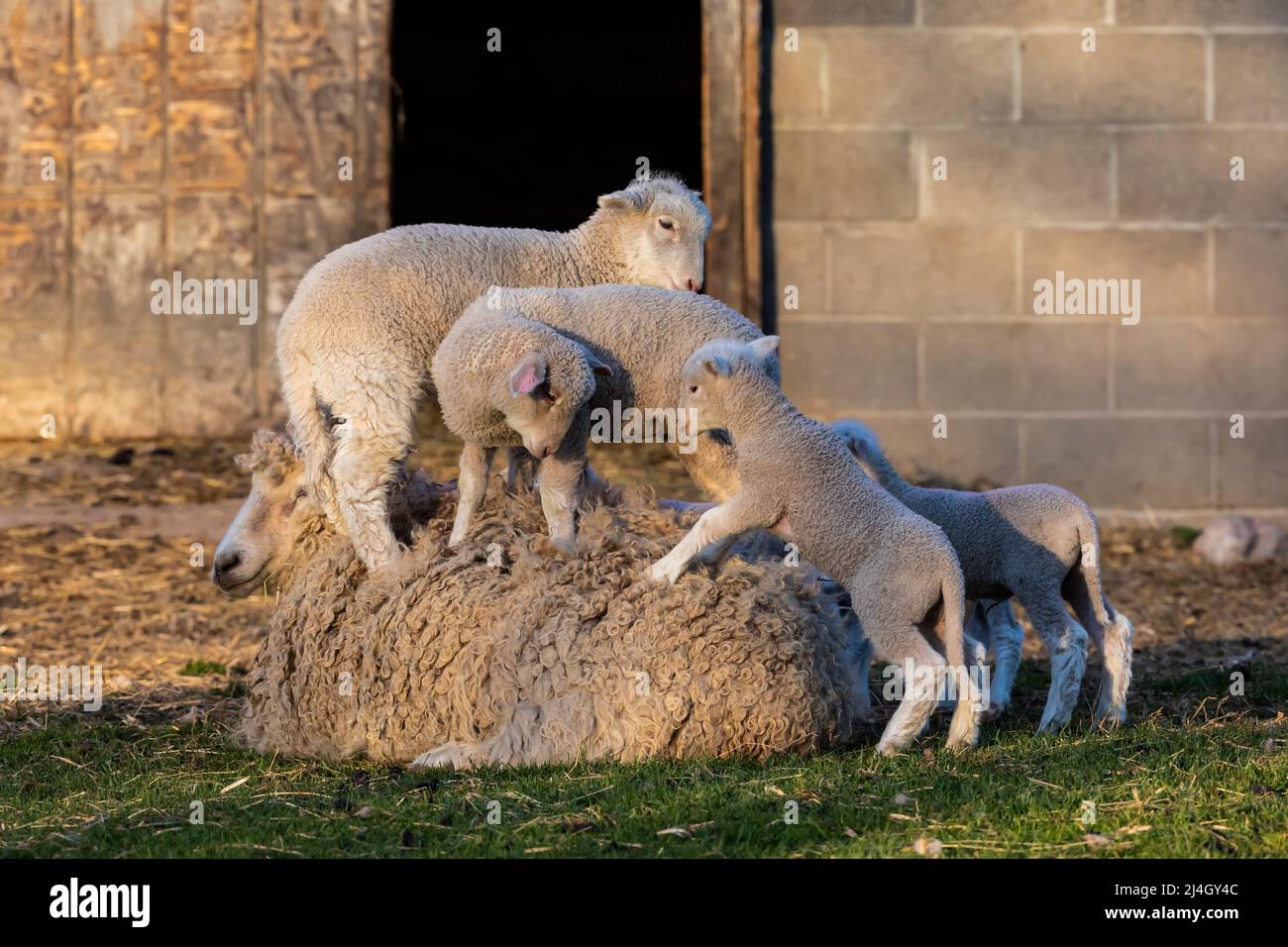 Young sheep playing king of the castle on a ewe in front of an Amish ...